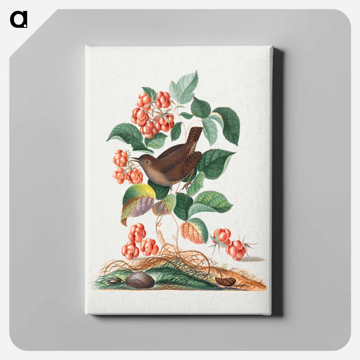 Anna Blackburne's Natural History Cabinet - ジェームズ ボルトン Canvas. – artgraph.