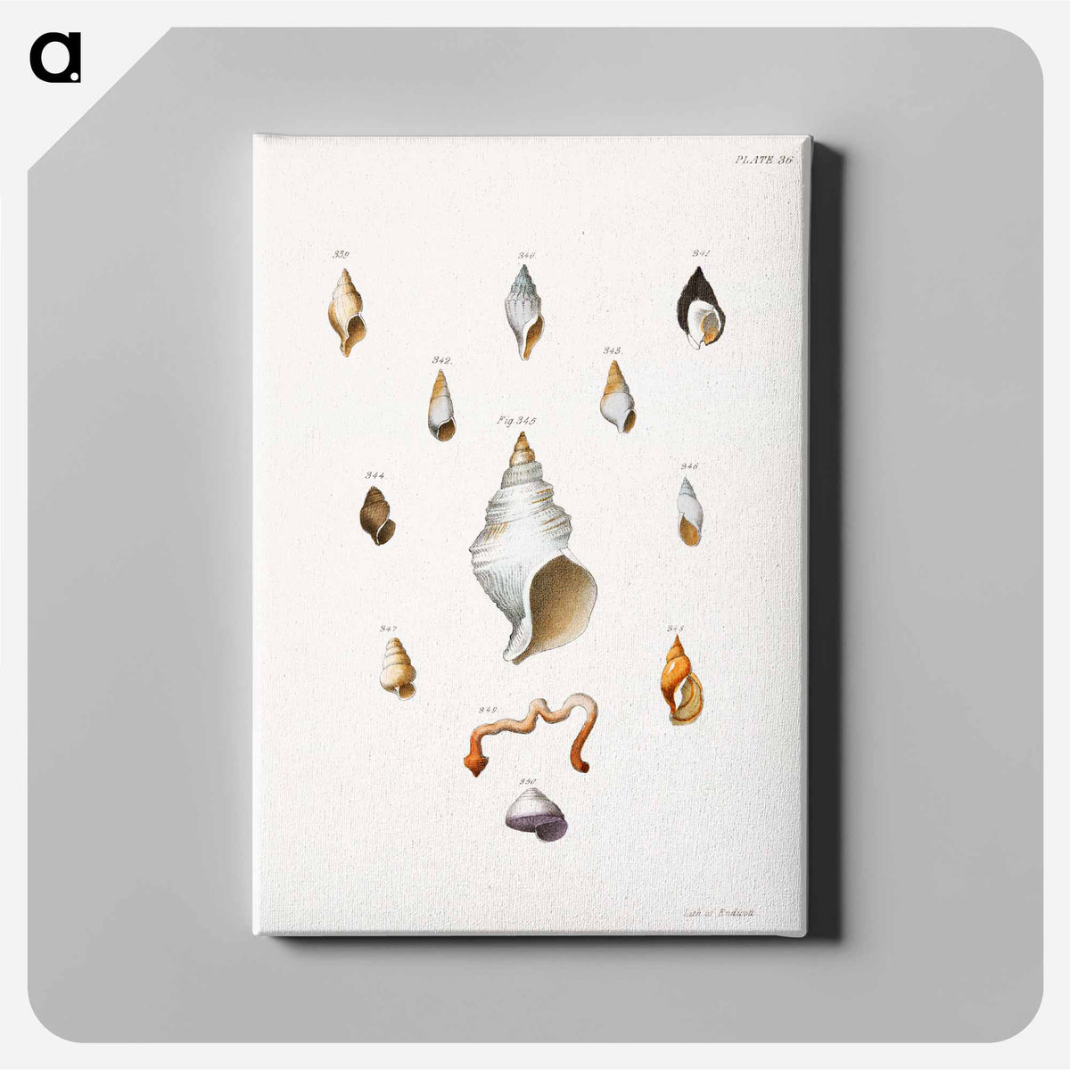 Zoology of New York(ニューヨークの動物学) - Different types of seashells ...