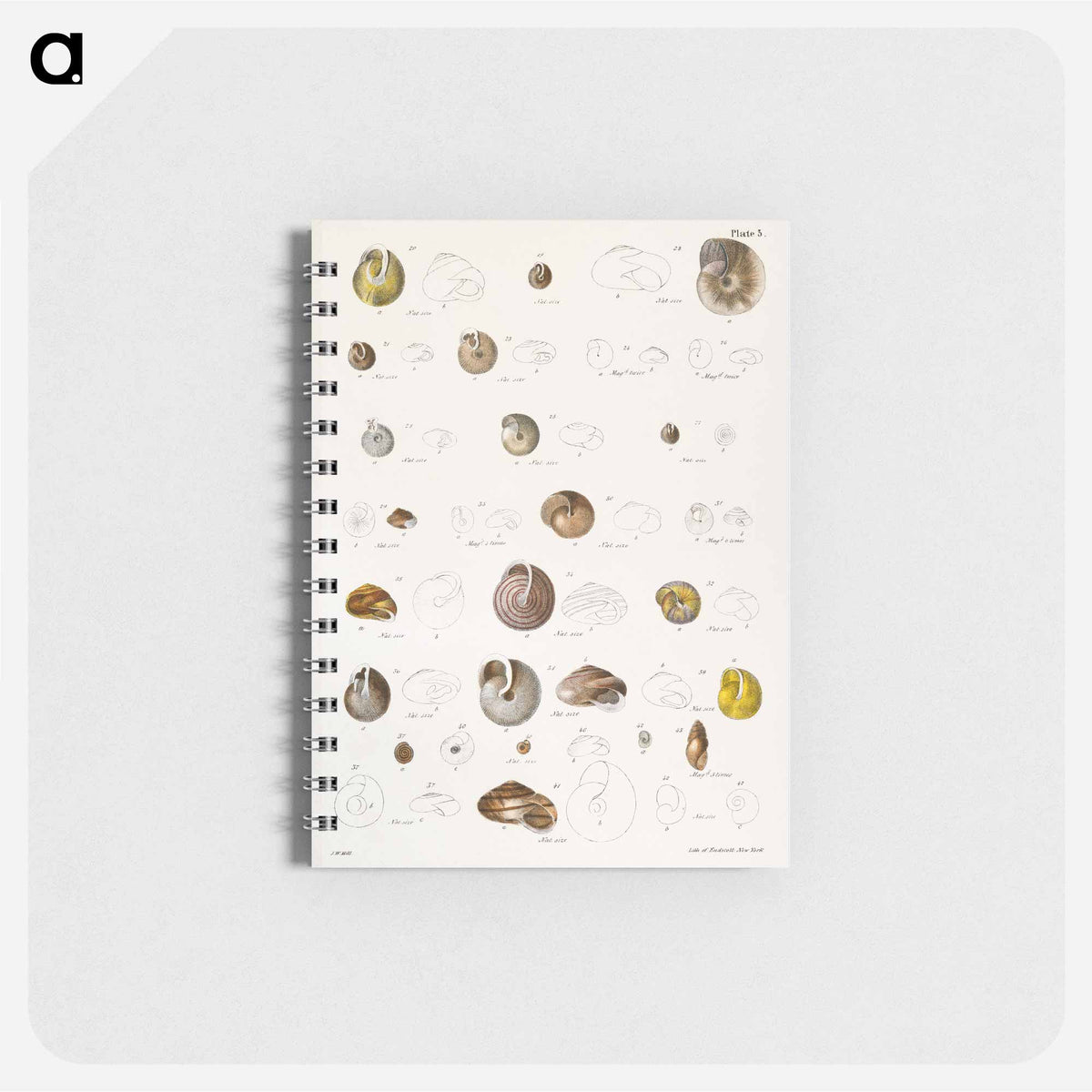 Zoology of New York(ニューヨークの動物学) - Different types of seashells ...