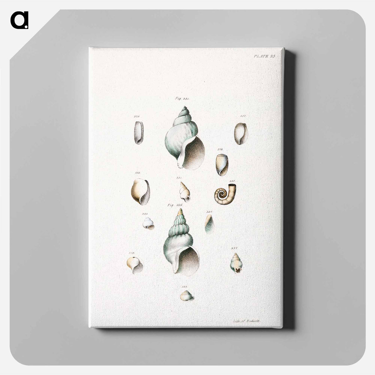 Zoology of New York(ニューヨークの動物学)のDifferent types of seashells ...