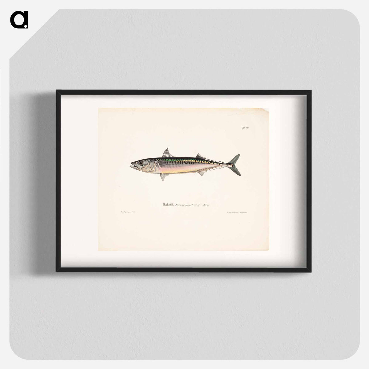 Wilhelm von Wright - Mackerel, male - Wilhelm von Wright Poster ...