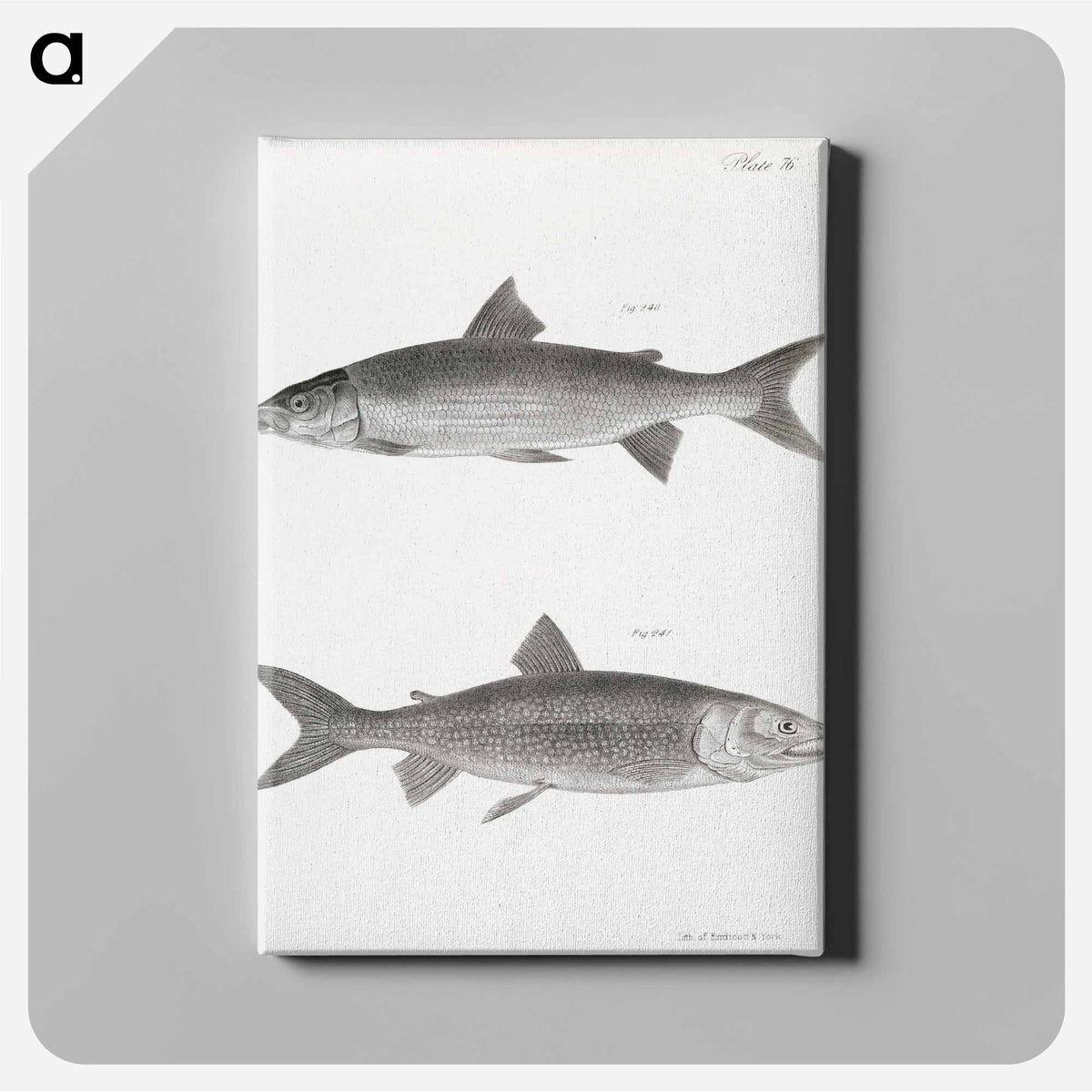 Zoology of New York(ニューヨークの動物学) - The White-fish (Corregonus albus ...