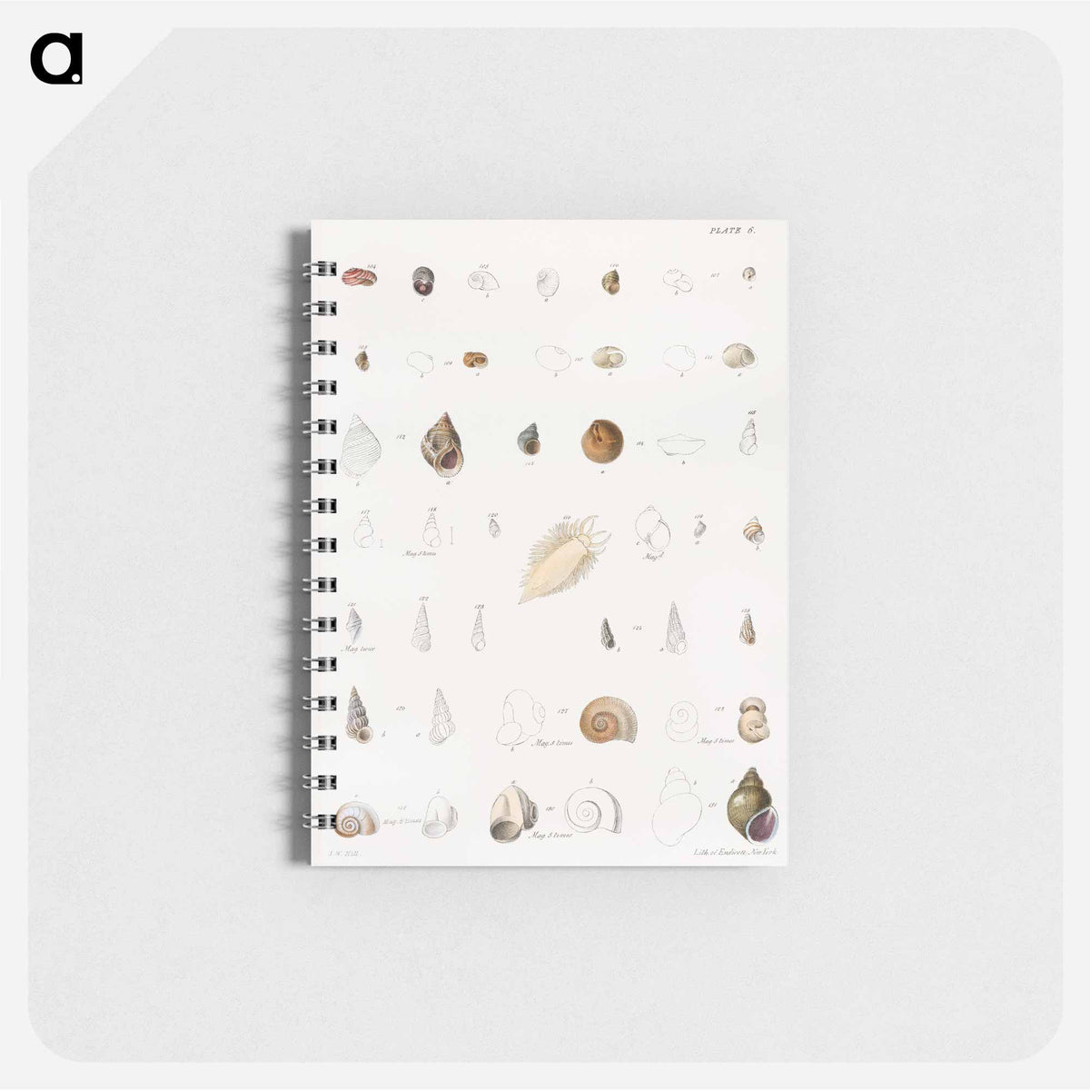 Zoology of New York(ニューヨークの動物学) - Different types of seashells ...