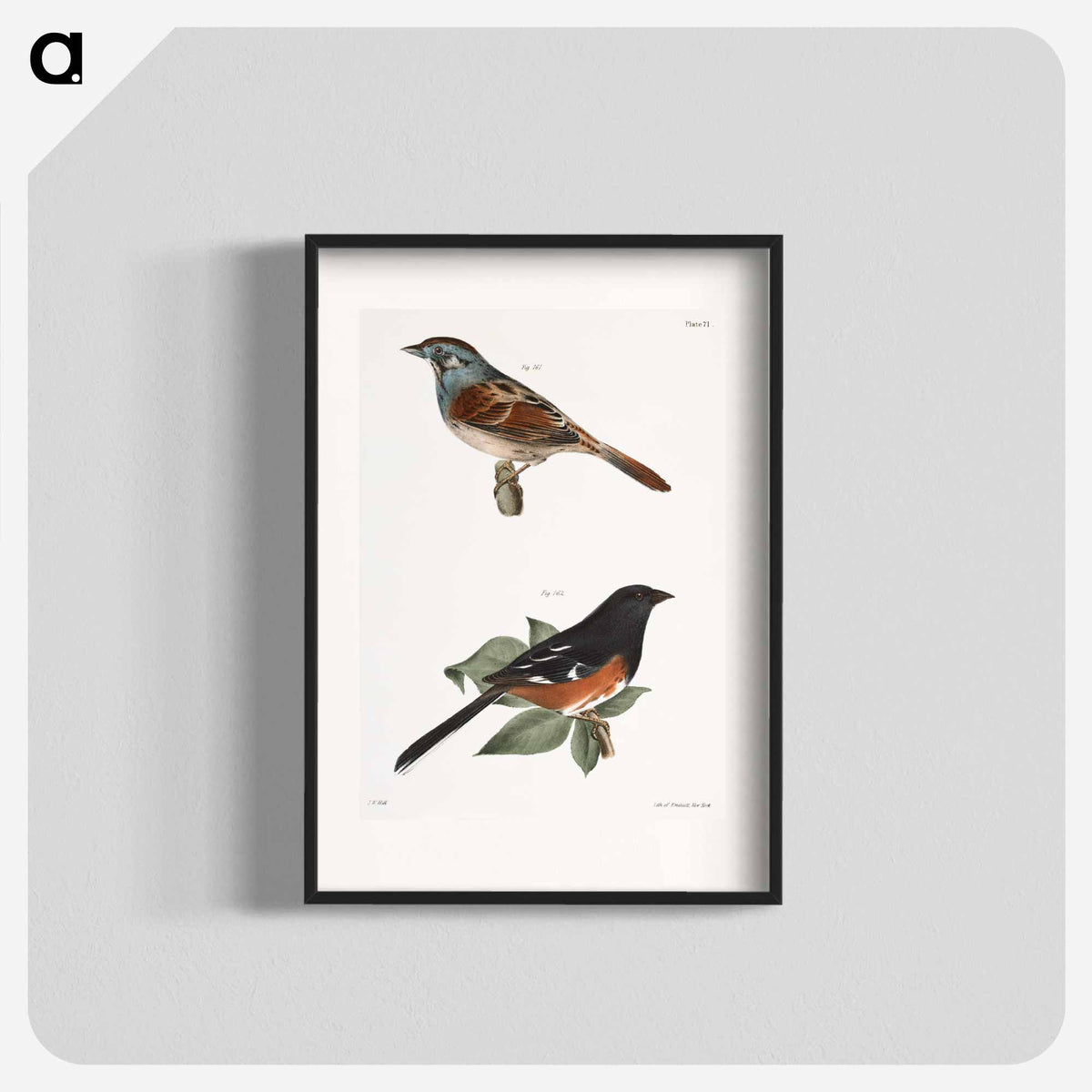 Zoology of New York(ニューヨークの動物学)のSwamp Finch (Ammodramus palustris) 162 ...