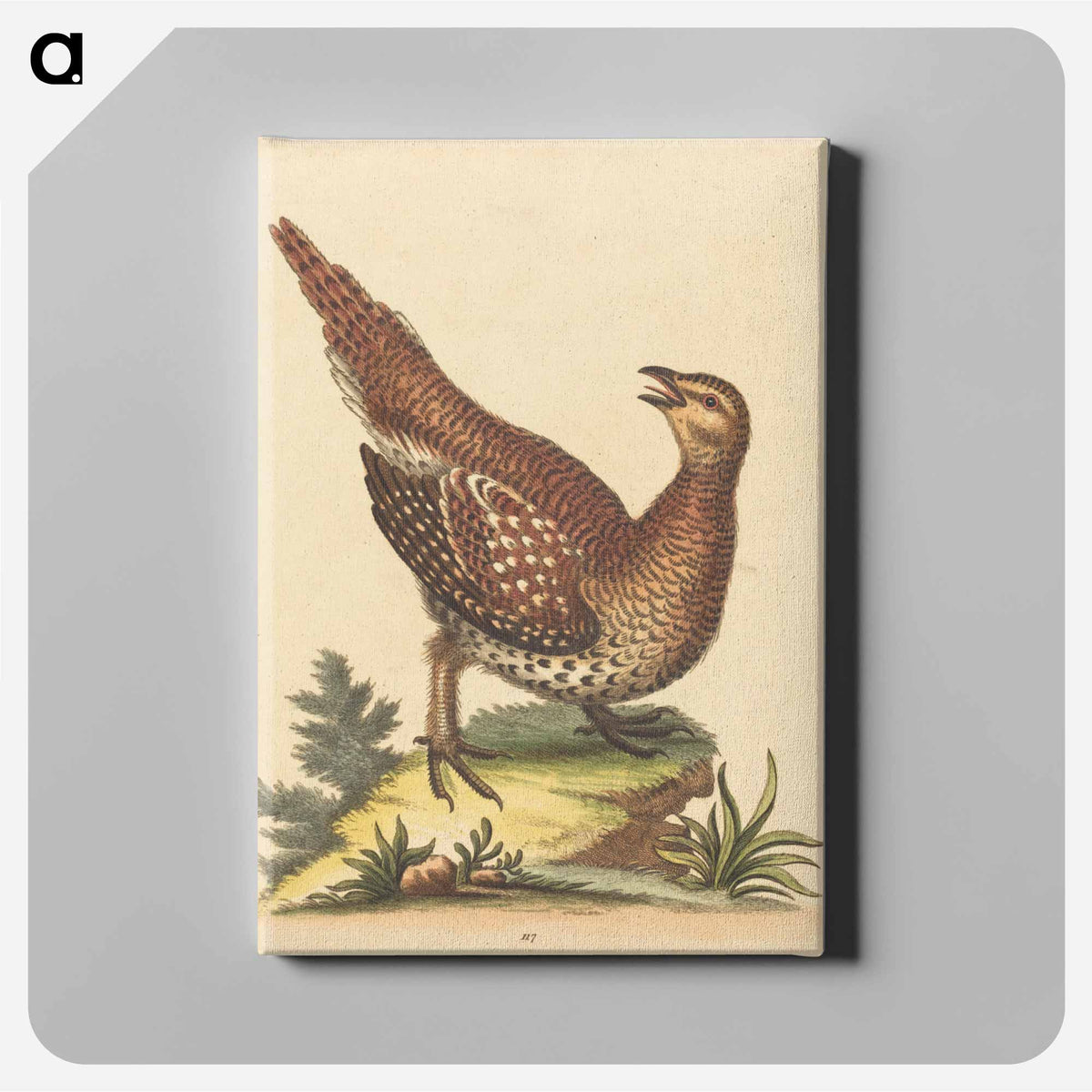 Brown Speckled Bird - ジョージ エドワーズ Canvas. – artgraph.