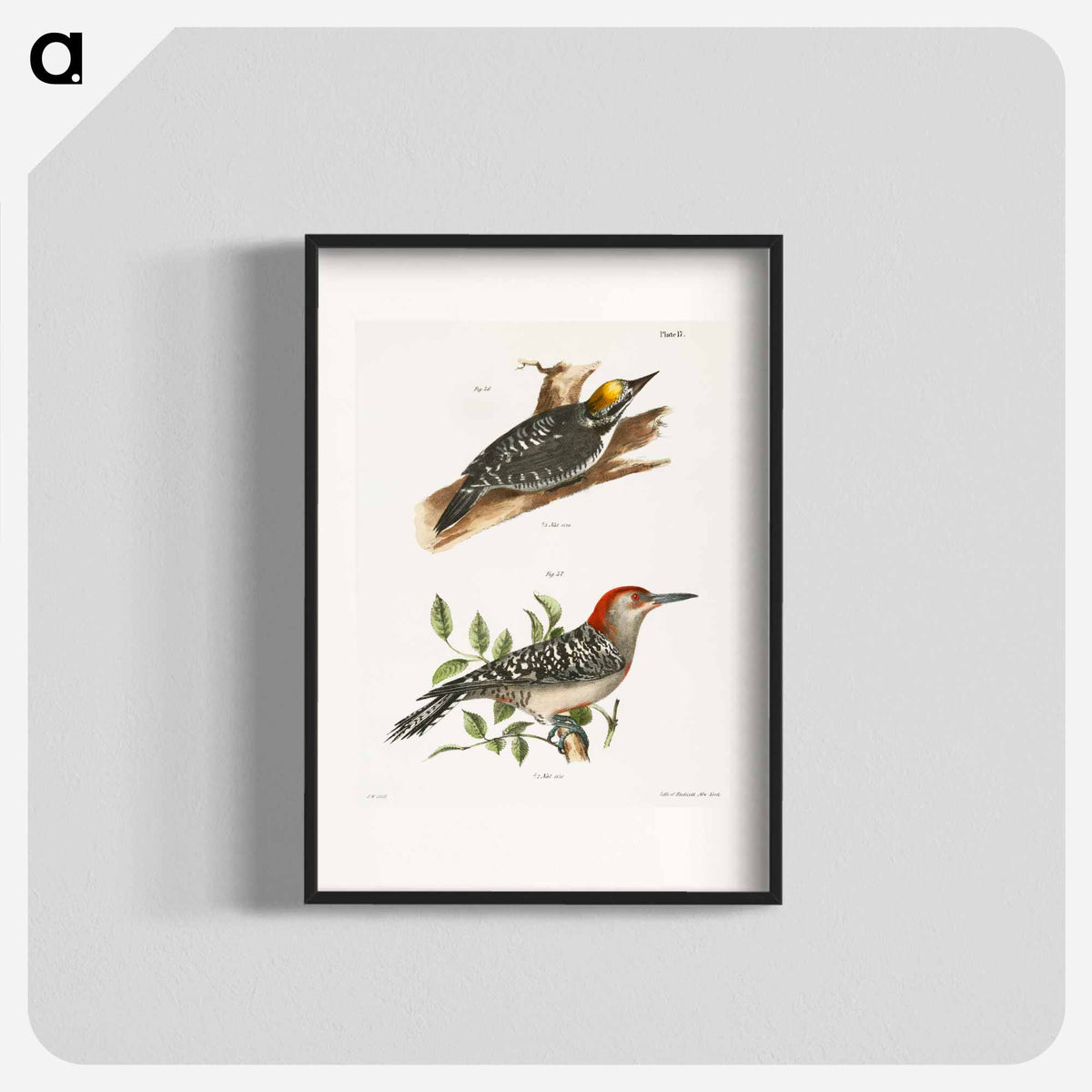 Zoology of New York - The Arctic Woodpecker (Picus arcticus) The Red ...