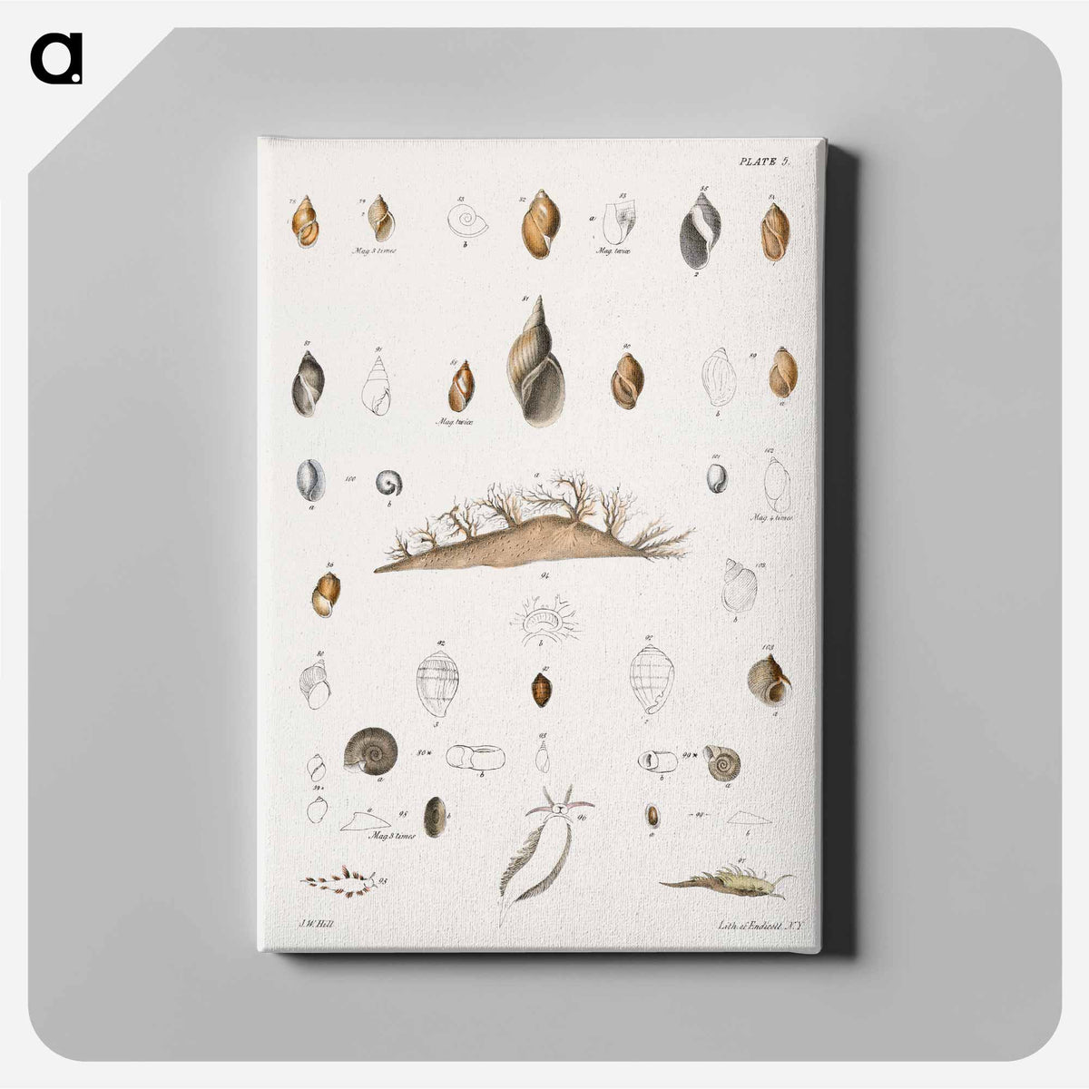 Zoology of New York(ニューヨークの動物学) - Different types of seashells ...