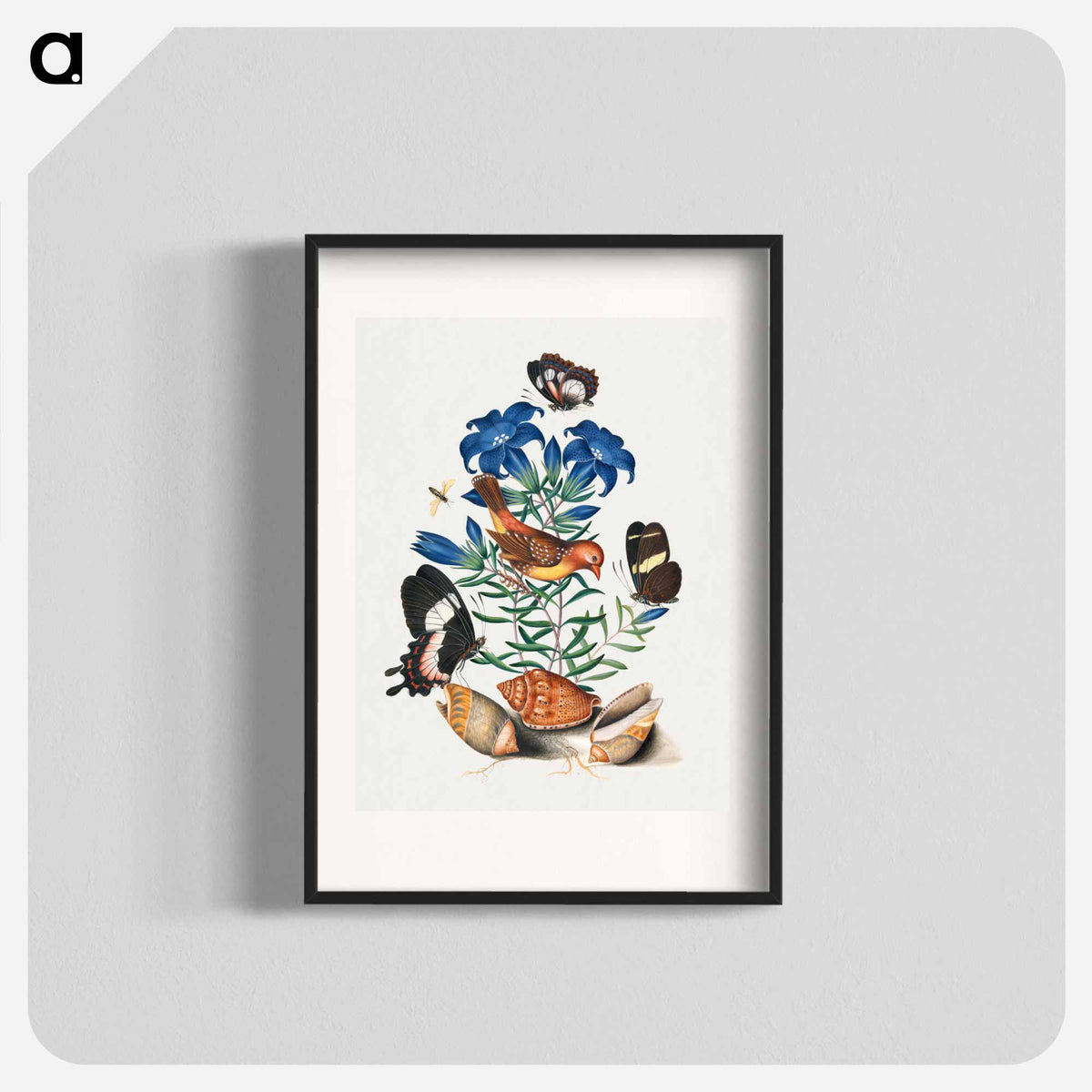 Anna Blackburne's Natural History Cabinet - ジェームズ ボルトン Poster. – artgraph.