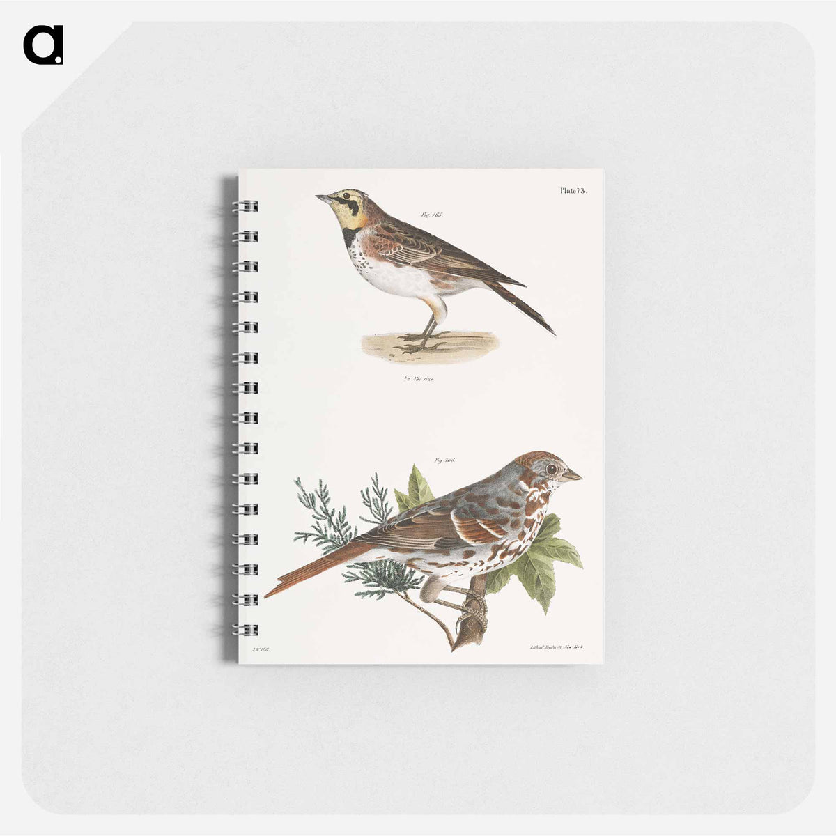 Zoology of New York(ニューヨークの動物学) - Horned Lark (Alauda cornuta) 166. Fox ...