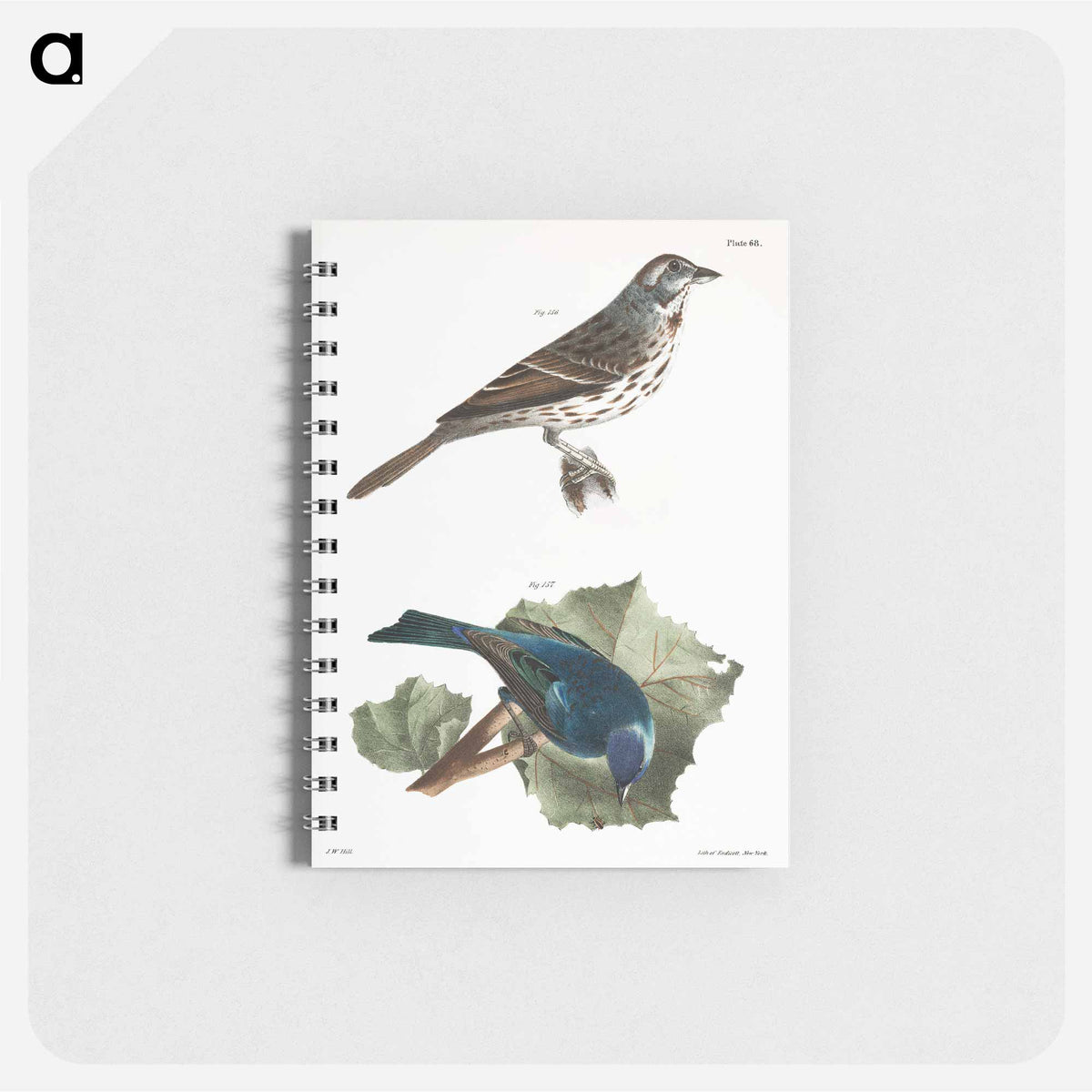 Zoology of New York(ニューヨークの動物学)のSong Sparrow (Fringilla melodia) 157 ...