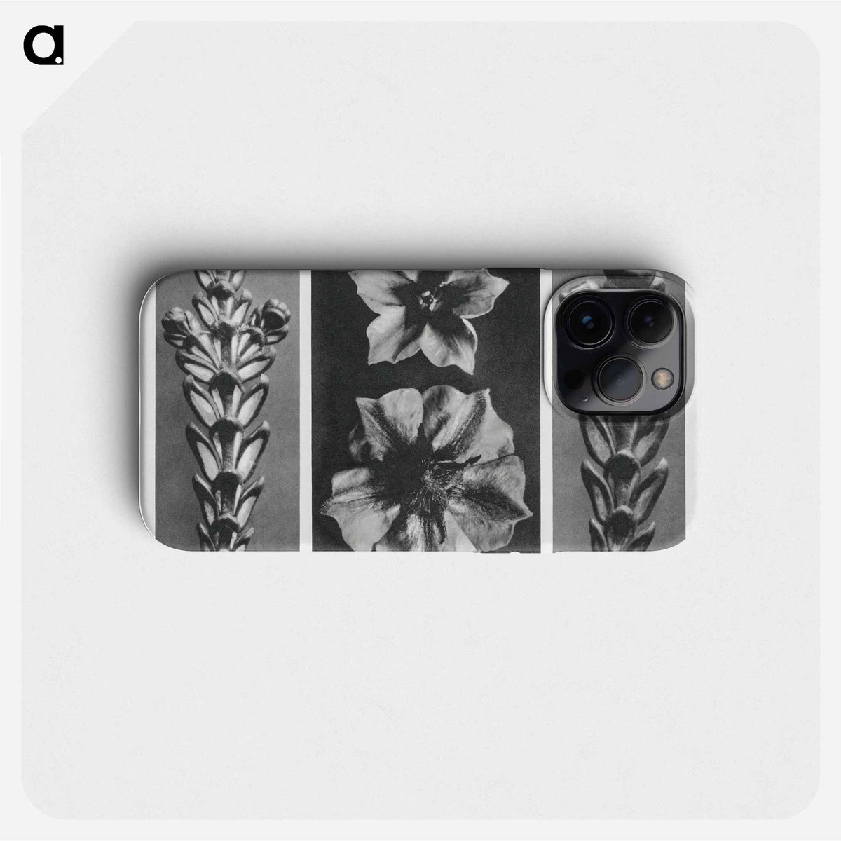Karl Blossfeldt(カール ブロスフェルト)のThujopsis dolabrata enlarged 10 times ...