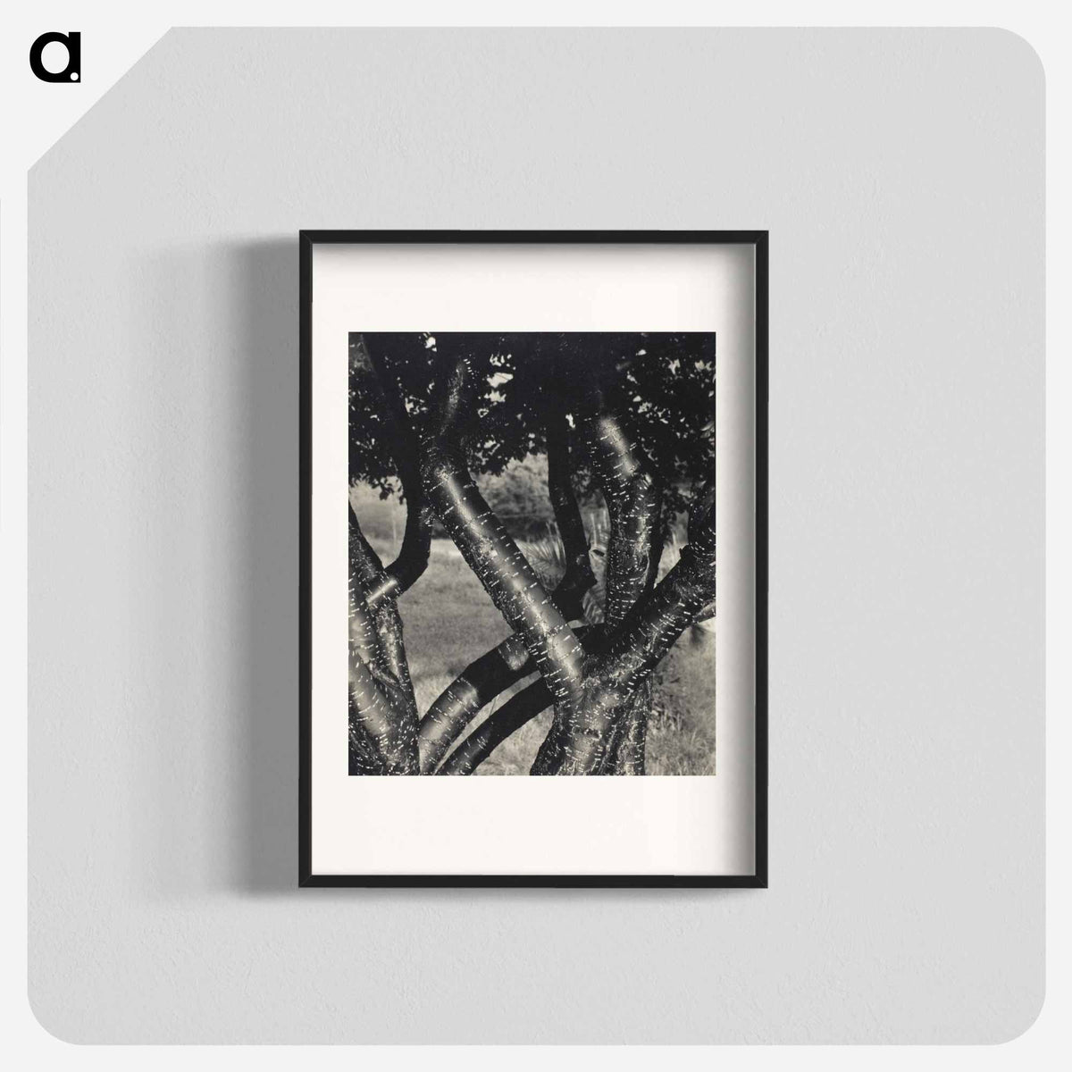 Alfred Stieglitz(アルフレッド スティーグリッツ)のThe Dancing Trees - アルフレッド スティーグリッツ ...
