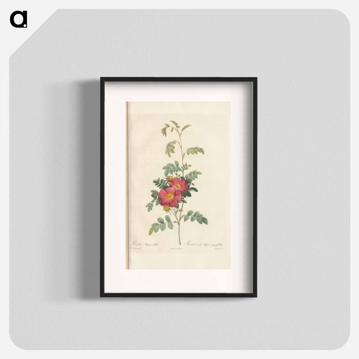 Pierre Joseph Redoute - Rose illustration - Pierre Joseph Redoute ...