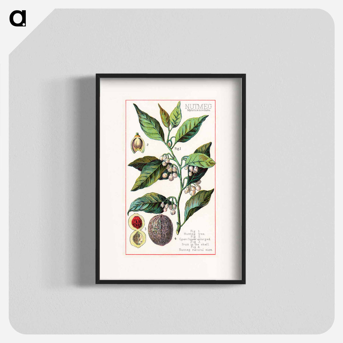 Nutmeg - ボストン公共図書館 Poster. – artgraph.