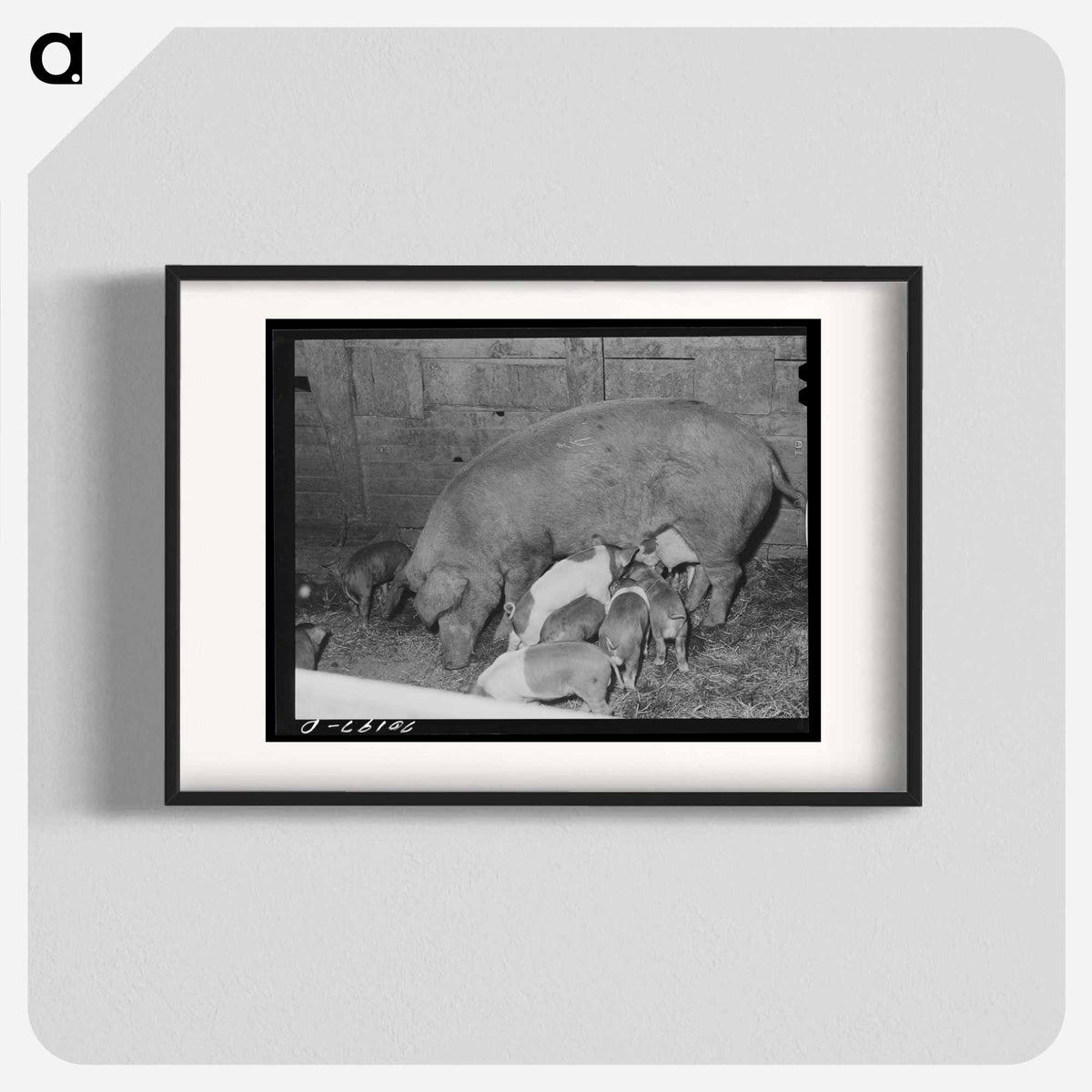 Russell Lee(ラッセル リー)のPigs on a Yakima Farm - ラッセル リー Poster. - artgraph ...