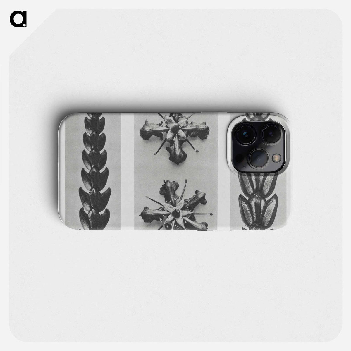 Karl Blossfeldt(カール ブロスフェルト)のThujopsis dolabrata enlarged 10 times ...