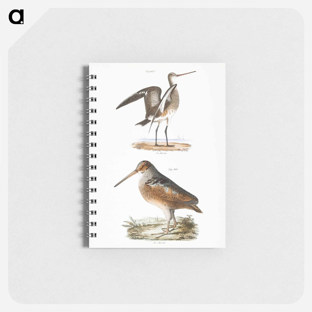 Zoology of New York(ニューヨークの動物学)のRing-tailed Marlin (Limosa hudsonica ...