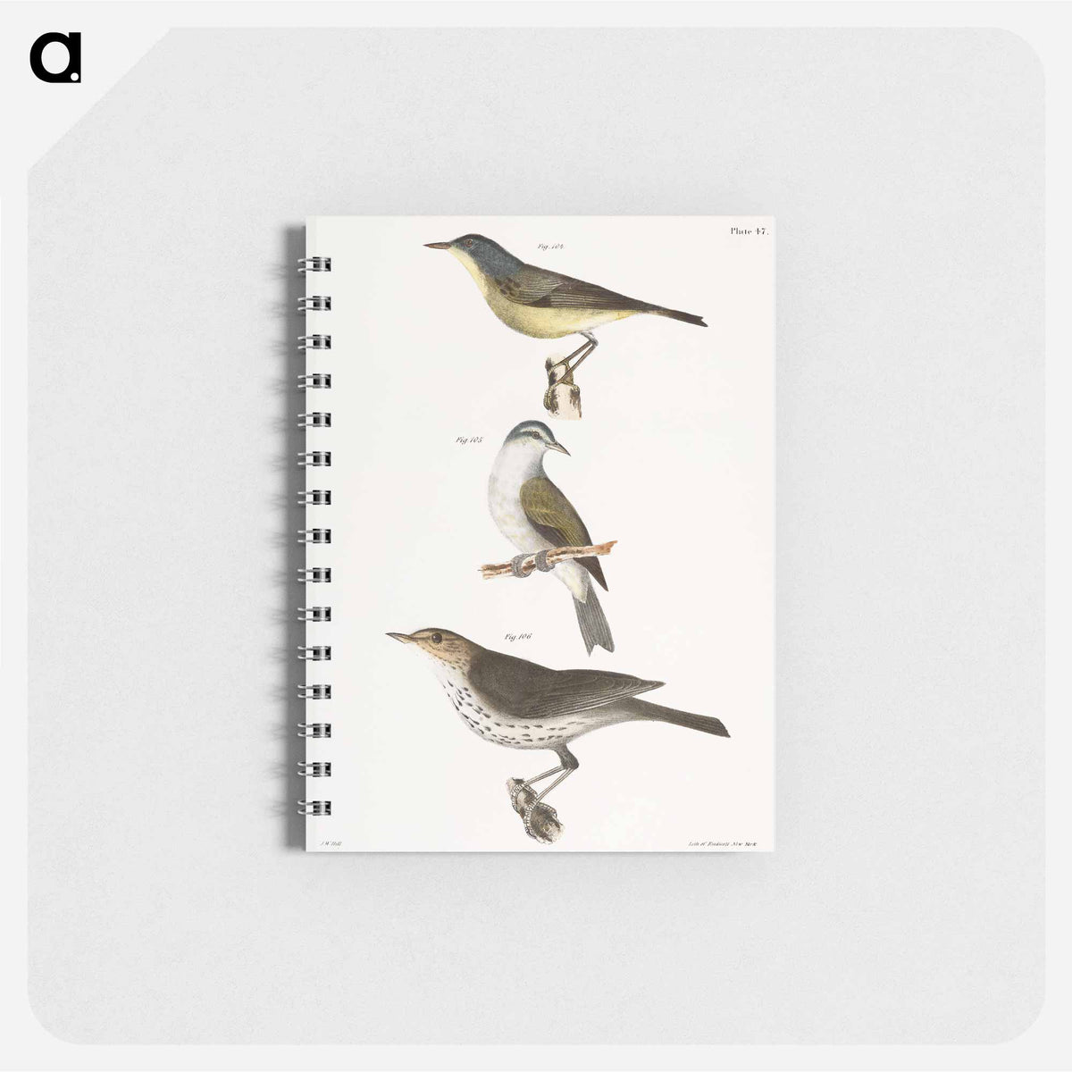 Zoology of New York(ニューヨークの動物学) - The Red-poll Warbler - ニューヨークの動物学 ...