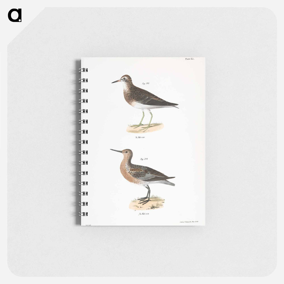 Zoology of New York(ニューヨークの動物学) - Pectoral Sandpiper (Tringa pectoralis ...