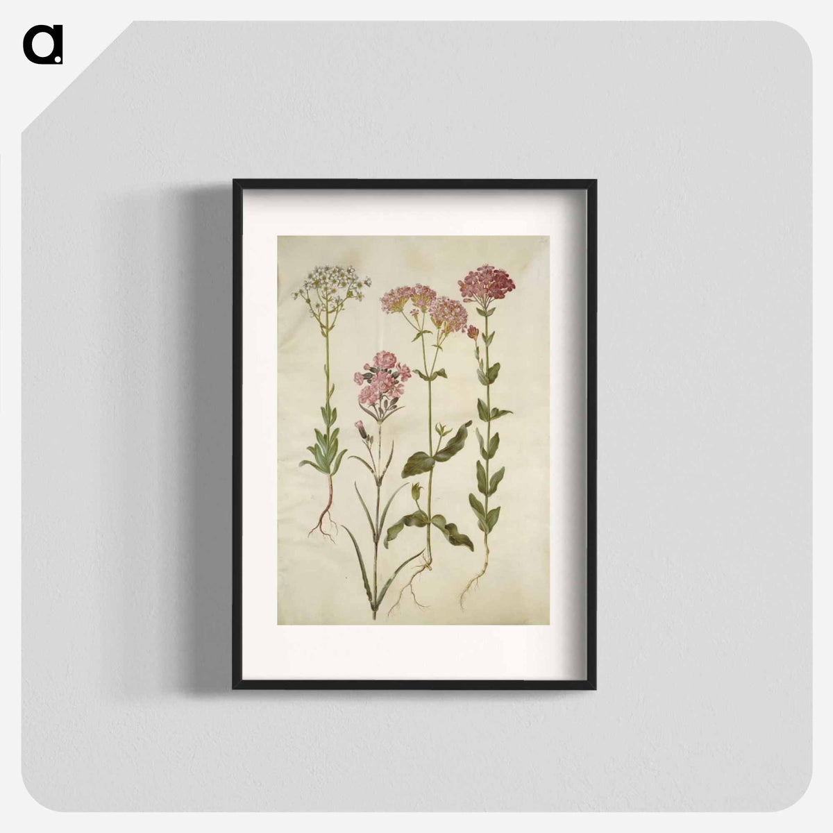 Maria Sibylla Merian's Saxifraga, Silene - Maria Sibylla Merian Poster ...