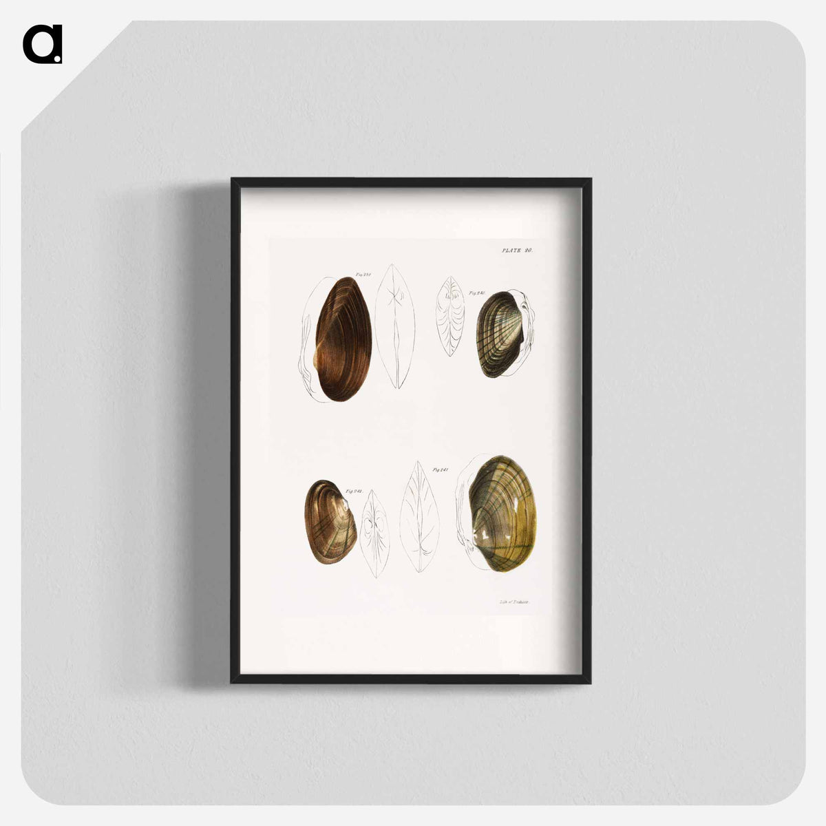 Zoology of New York(ニューヨークの動物学)のDifferent types of sea shells ...