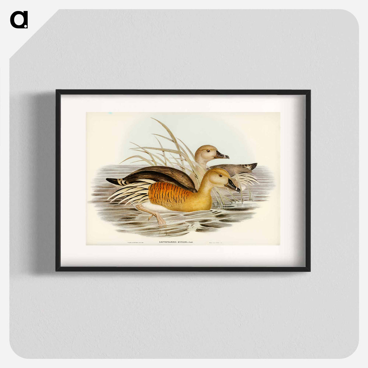 Eyton's Duck - オーストラリアの鳥 Poster. – artgraph.