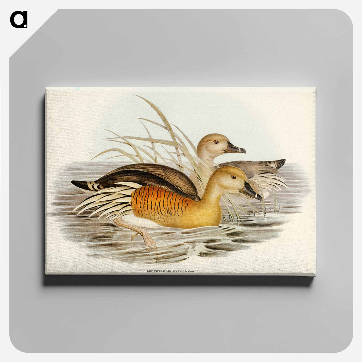 Eyton's Duck - オーストラリアの鳥 Canvas. – artgraph.