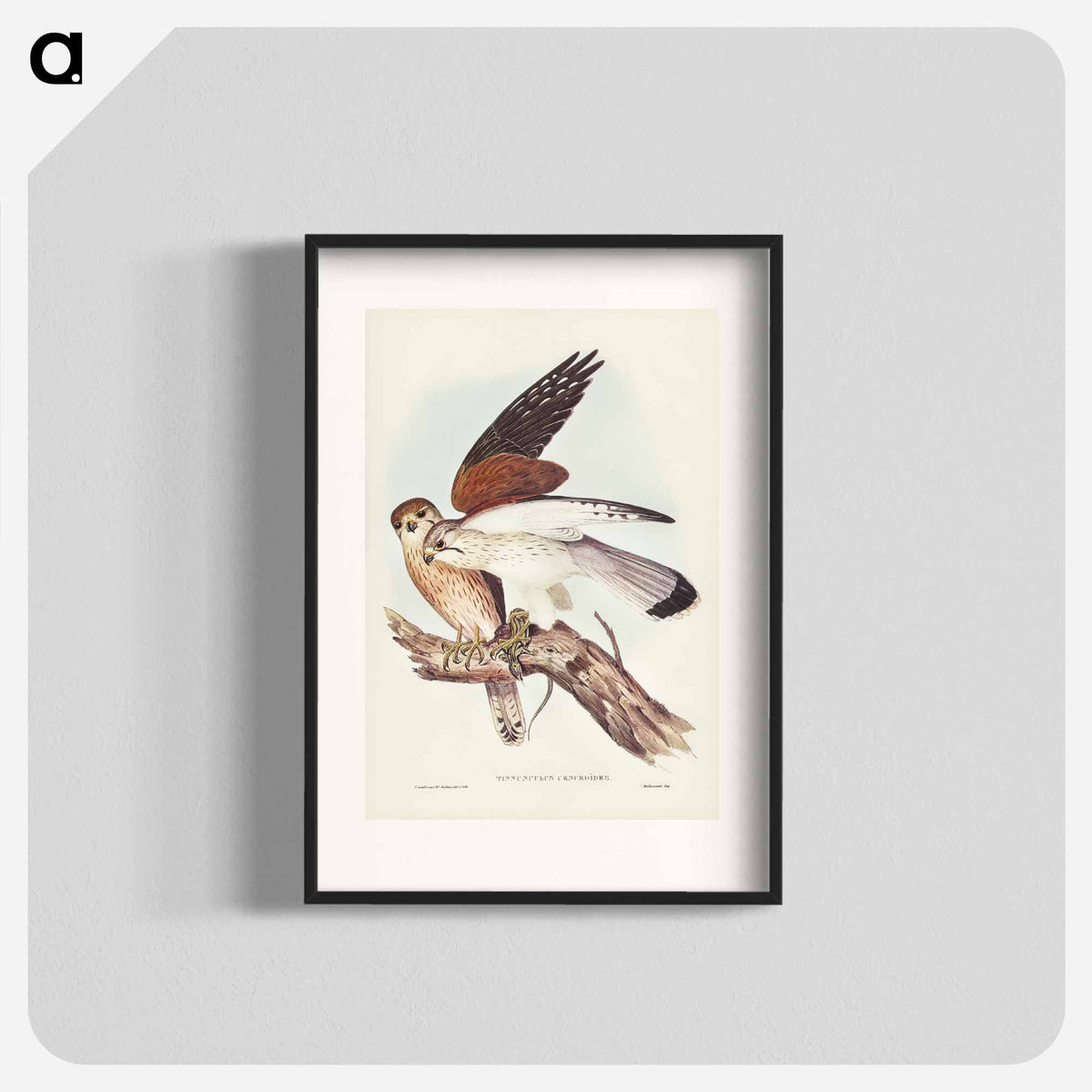 Nankeen Kestrel - オーストラリアの鳥 Poster. – artgraph.
