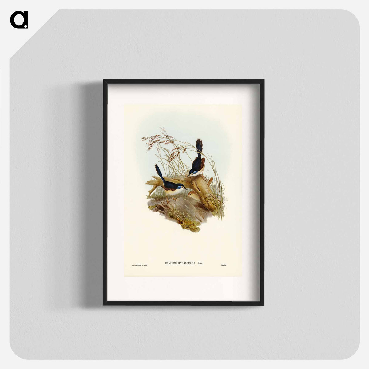 Fawn-breasted Superb Warbler - ジョン グールド Poster. – artgraph.