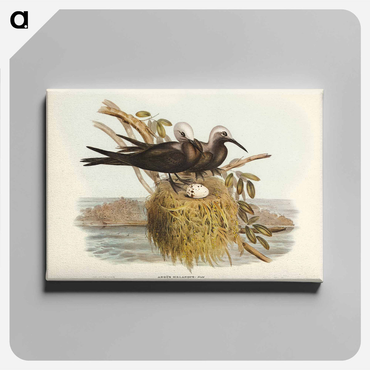 Lesser Noddy - オーストラリアの鳥 Canvas. – artgraph.