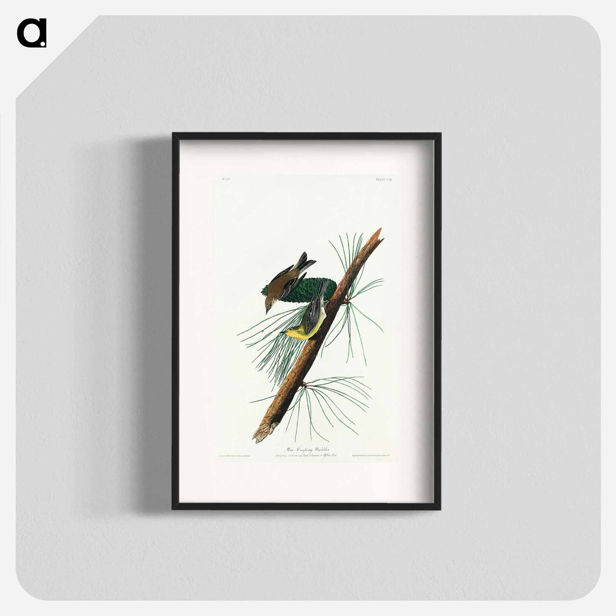 Pine Creeping Warbler from Birds of America - アメリカの鳥たち Poster. – artgraph.