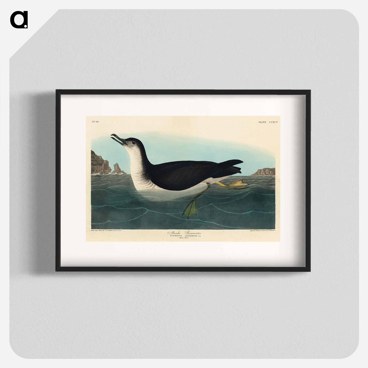 Manks Shearwater - ジョン ジェームス オーデュボン Poster. – artgraph.