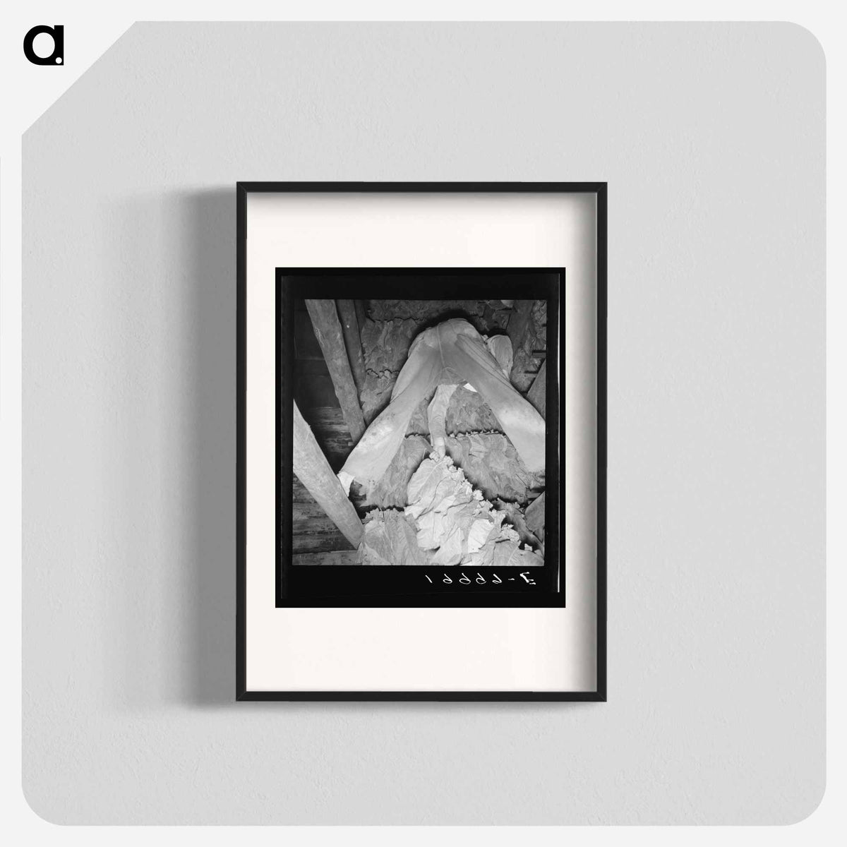 Dorothea Lange(ドロテア ラング) - Son of tenant farmer hanging up strung ...