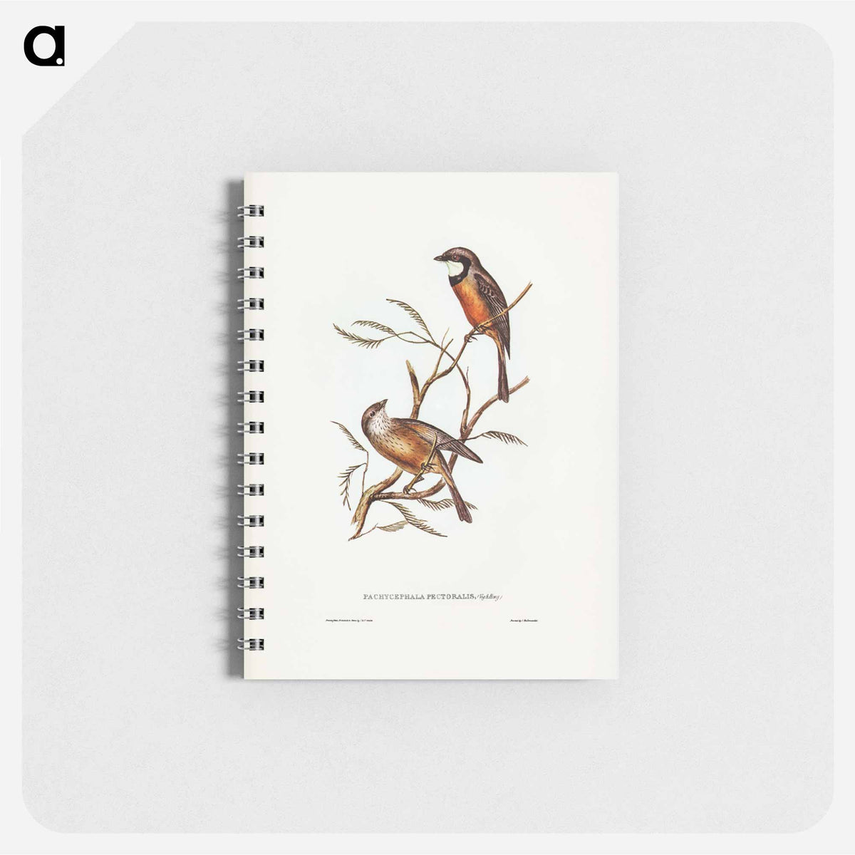 John Gould(ジョン グールド)のBanded Thickhead - ジョン グールド Memo. - artgraph.【美術館 ...