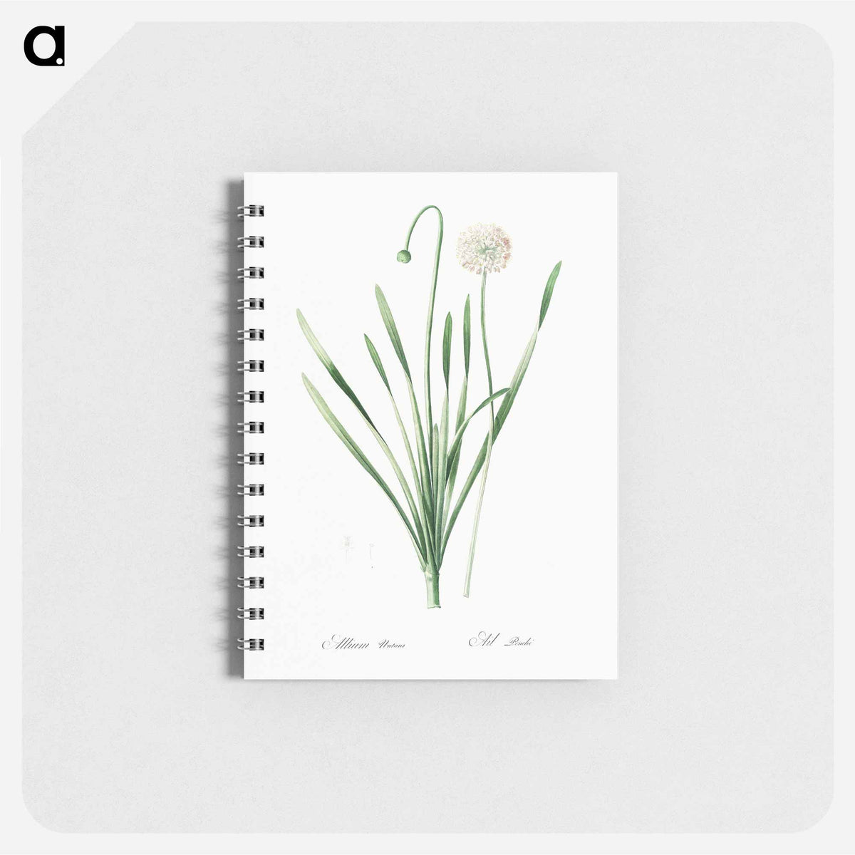 Pierre Joseph Redoute(ピエール ジョゼフ ルドゥーテ)のBlue chives illustration - ピエール ...