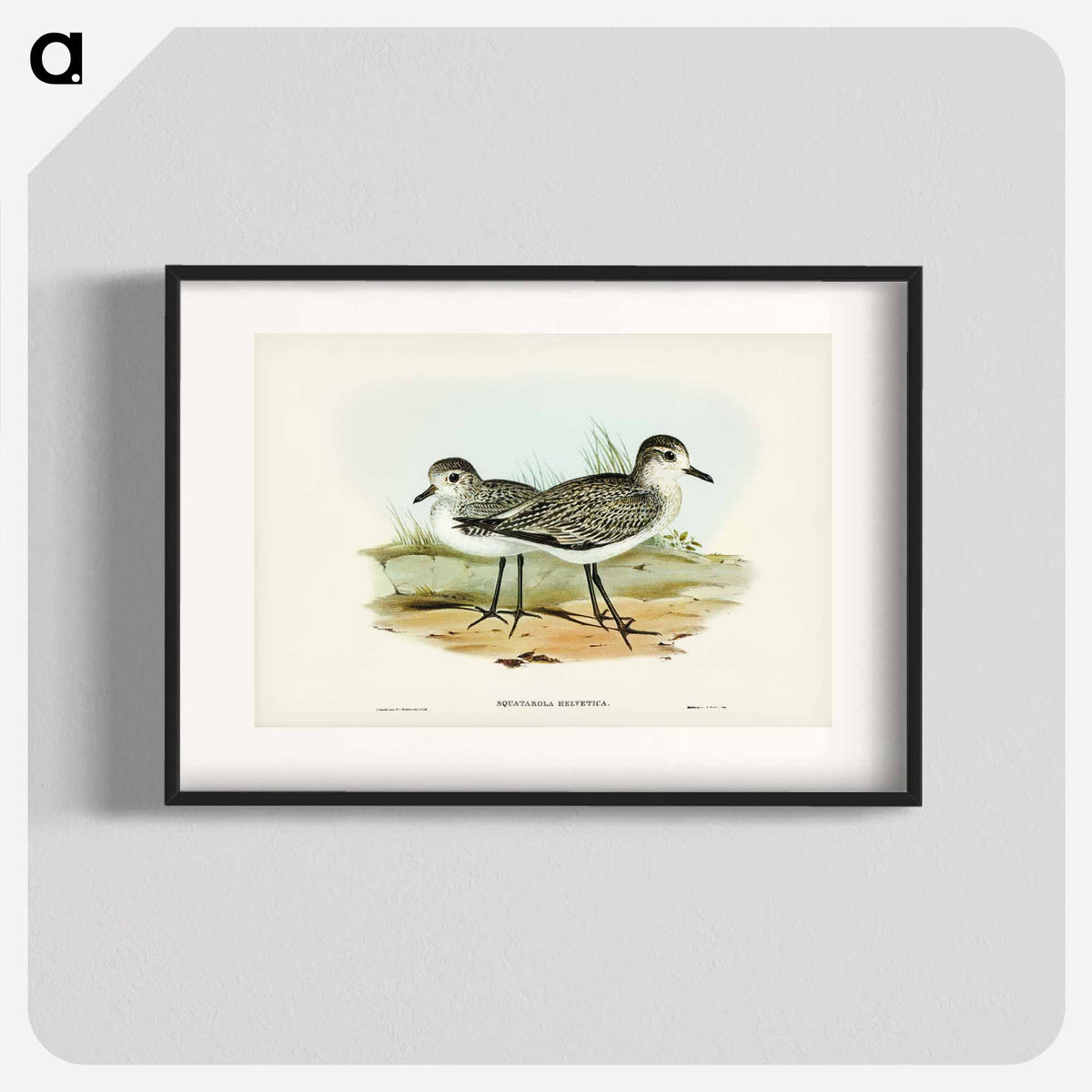 Grey Plover - ジョン グールド Poster. – artgraph.