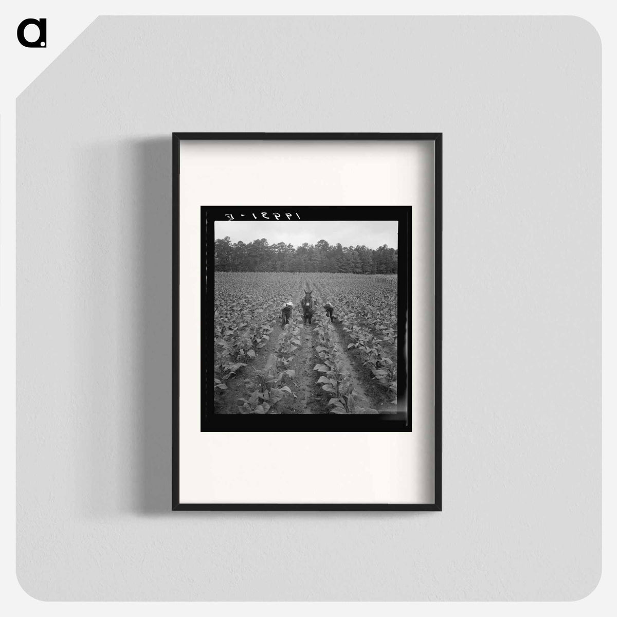 Dorothea Lange - Untitled photo, possibly related to: Putting in ...