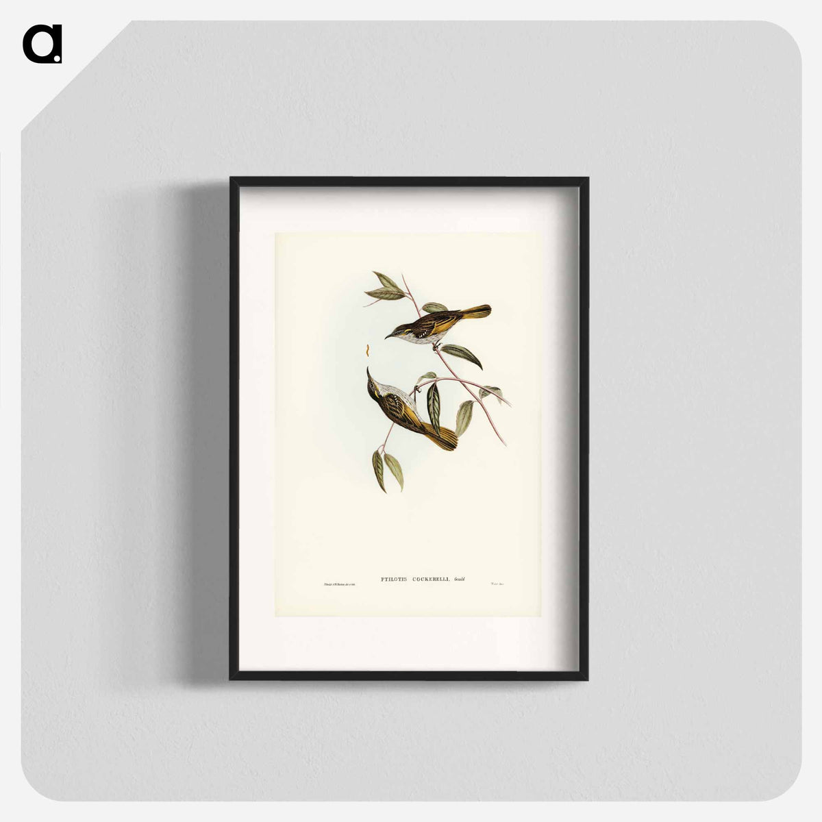 Cockerell's Honey-eater - ジョン グールド Poster. – artgraph.